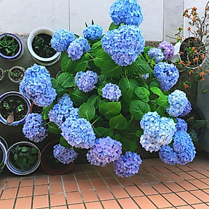 Mixed Hydrangea Seeds Flowers for Planting Non-GMO Home Garden Mixed Colors (100+)