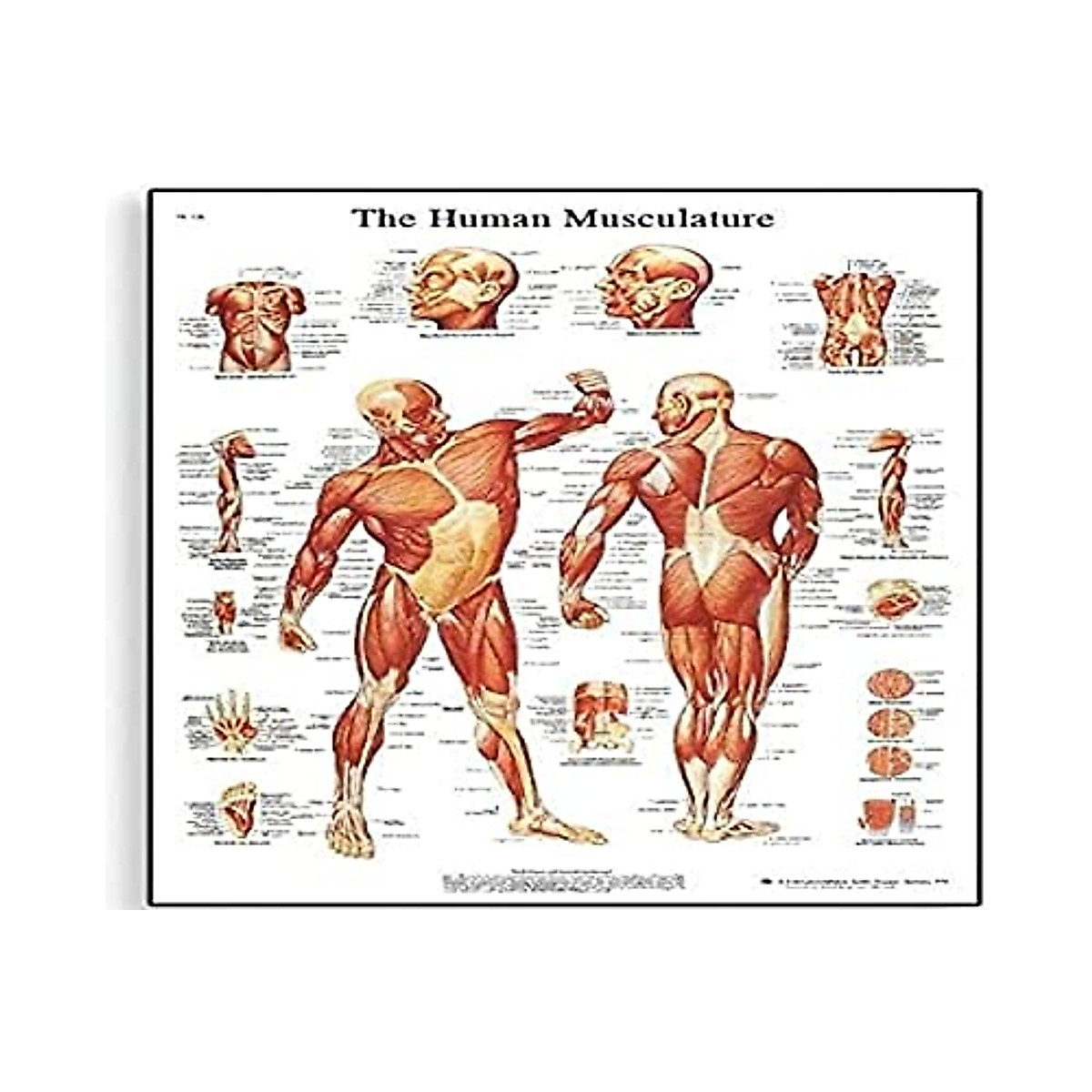 3B Scientific VR1118UU Glossy Paper Human Muscle Anatomical Chart, Poster Size 20" Width x 26" Height