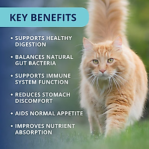 Under the Weather Pet Natural Probiotics for Cats | 60 Bite Size Soft Chews Cat Multivitamins and Treats Filled with Good Bacteria | Promotes Healthy Digestion, Appetite and Strong Immune Support