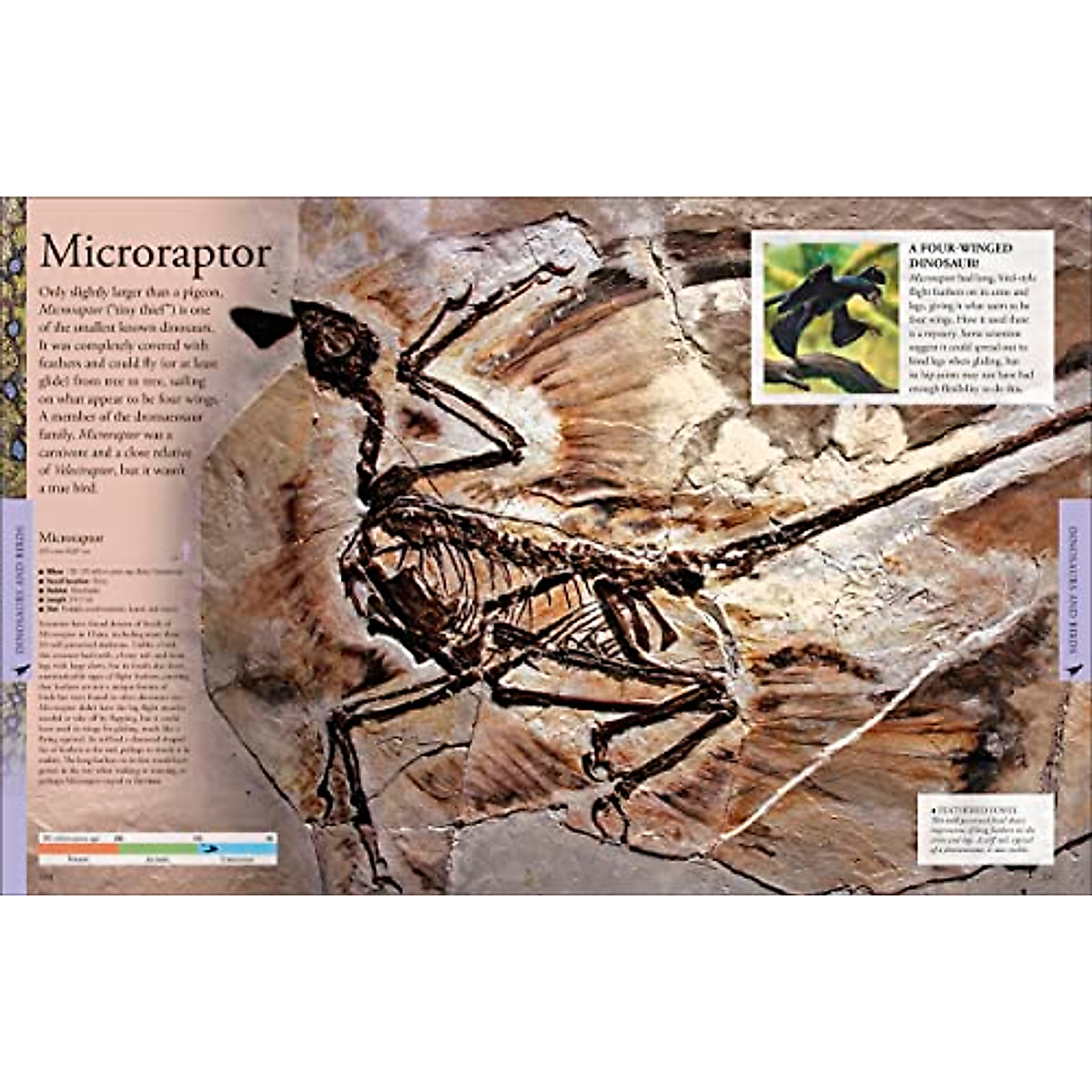 Dinosaurs: A Visual Encyclopedia, 2nd Edition (DK Children's Visual Encyclopedias)