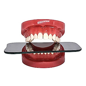 Dental Typodont Standard Teeth Model for Teaching Practice Demonstration Flossing Model for Adult