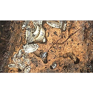 Bugzy Bugs Porcellio Laevis Dairy Cow 15 Count Live Isopods Roly Poly Cleanup Crew Reptile Food Terrarium Vivarium