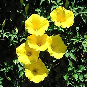 CHUXAY GARDEN Yellow Morning Glory Flower Seed 100 Seeds Showy Accent Plant Native Wildflower Excellent Addition to Garden