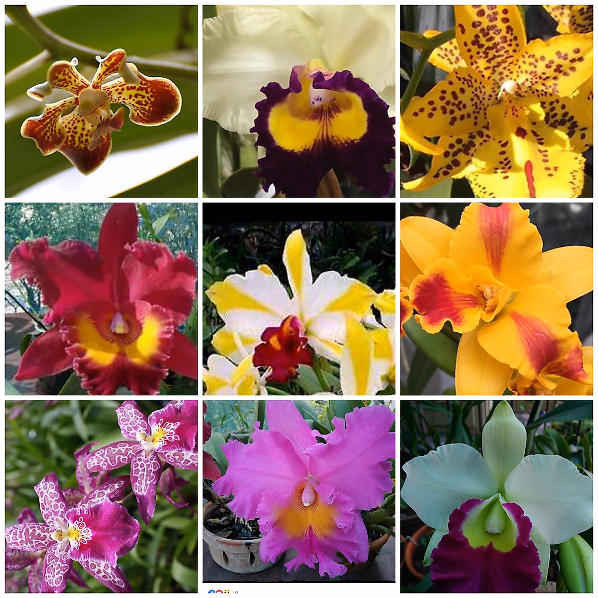 5 Live Orchid Plants (Cattleya, Oncidium, Dendrobium, Vanda, and Phalaenopsis ) Premium Beautiful Orchids - Angel’s Orchids