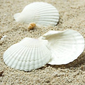 QICQDRAM 25PCS Sea Shells for Crafts Decoration 2''-3'' White Scallop Shells, for Crafts DIY Painting Beaching Wedding Decoration, Beach Natural Scallop Shells Bulk