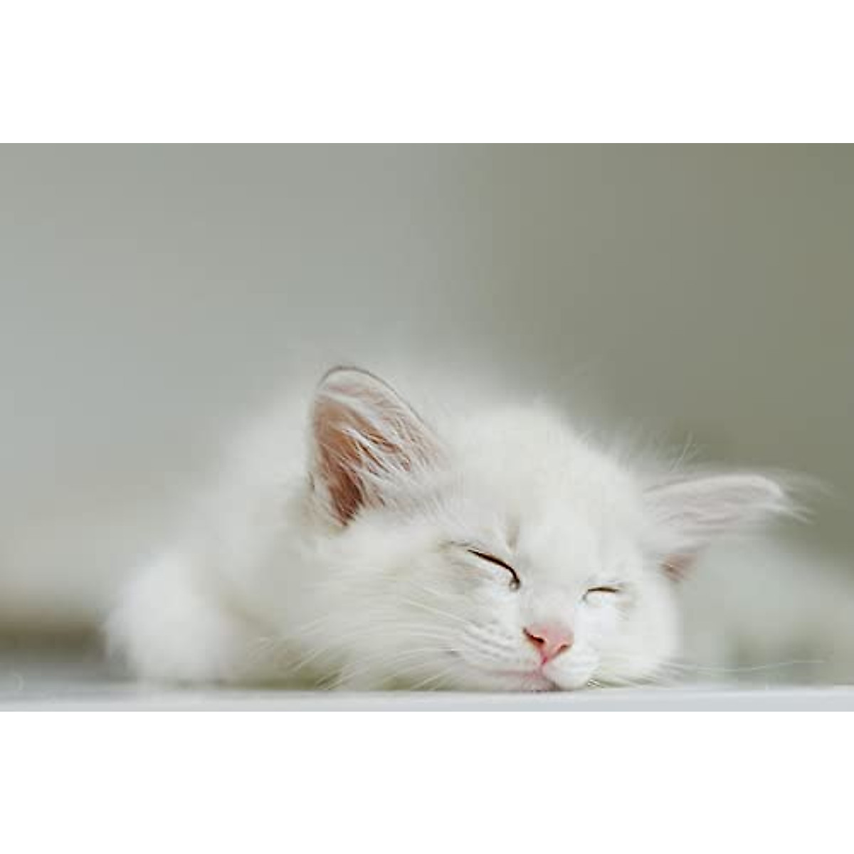 Yizhily Seamless Photogrphy Background Paper, Paper Backdrop Roll for Photoshoot, 53" x16', Pursuit Grey