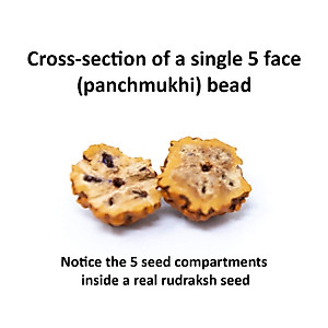 Wonder Care Certified Rudraksha Mala 5face(Panchmukhi) Authentic Genuine Rudraksha Beads Ornament Rosary Japa Mala Beads Necklace Puja | Prayer Beads | Meditation Beads (Rudraksha 10mm)