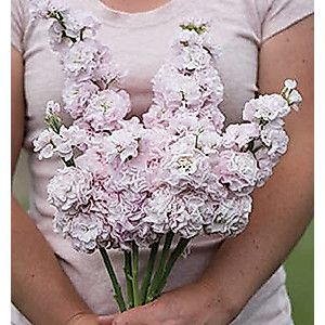 David's Garden Seeds Flower Stock Iron Cherry (Blush) 50 Non-GMO, Heirloom Seeds