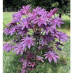 Onalee's Seeds Castor Bean -Deep Purple- New Zealand Purple, Tropical Look, Fast Growing - Ricinus Communis, (16+ Seeds) Grown in and Shipped from USA!
