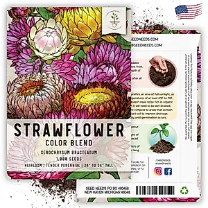 Seed Needs, Strawflower Seeds - 1,000 Heirloom Seeds for Planting Xerochrysum bracteatum - Mixture of Colorful Wildflowers to Attract Pollinators (1 Pack)