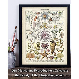 Vintage Crustaceancore Ocean Life Jellyfish Marine Biology Science Illustration Art Print by Meishe | 11x14 Unframed Art Print Poster | Great Beach House Wall Decor Poster Under $15