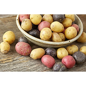 Potato Multicolor Mix - 100 True Seeds Not Root - Grow Your Own Potato