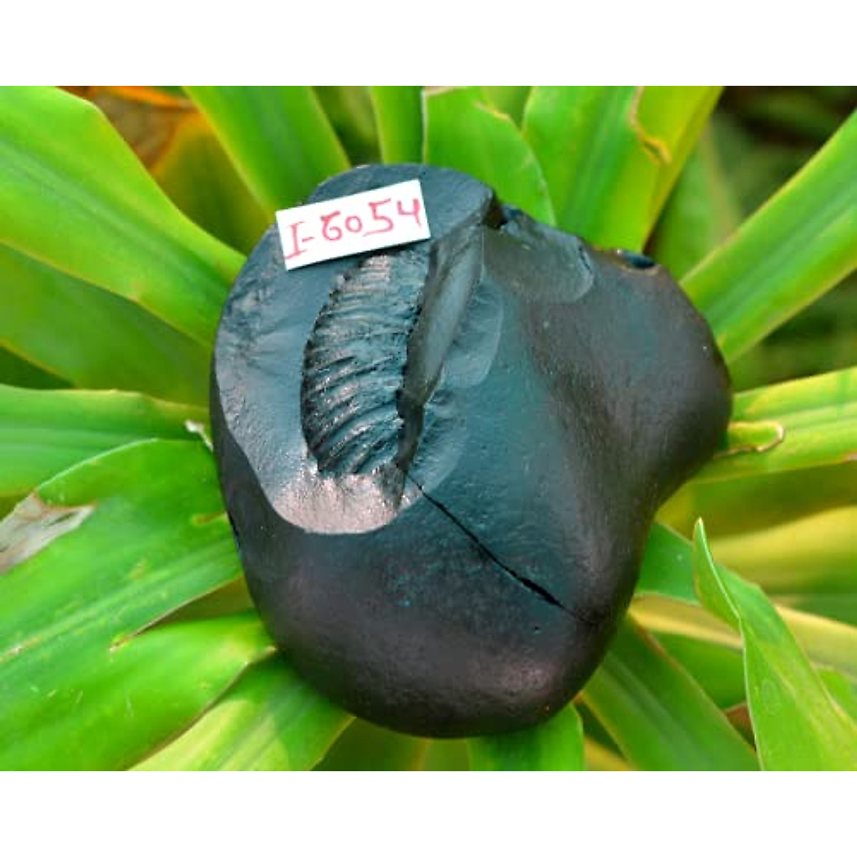 3.5"X3"Shri Laxmi Narayan Shaligram, Rare & Special One Piece, Religious Gifts, Saligram Stone - Gandaki River -I-6054