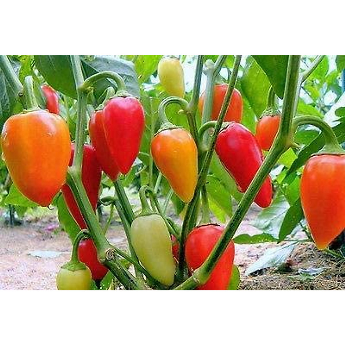 Santa Fe Grande Pepper Seeds for Planting, 50+ Heirloom Seeds Per Packet, (Isla's Garden Seeds), Non GMO Seeds, Botanical Name: Capsicum annuum, Great Home Garden Gift