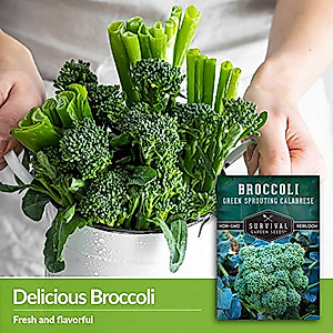Survival Garden Seeds - Green Sprouting Calabrese Broccoli for Planting - Packet with Instructions to Plant and Grow Delicious Superfood Veggies Your Home Vegetable Garden - Non-GMO Heirloom Variety