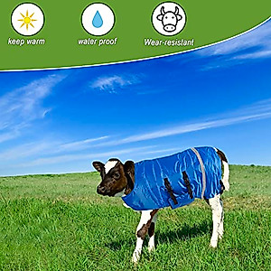 2 Packs Calf Blanket Livestock, Calf Blanket for Cold Weather Windproof and Waterproof, Calf Blanket Winter for Keeping Cow Warmming Thickened Belly Protection Blue