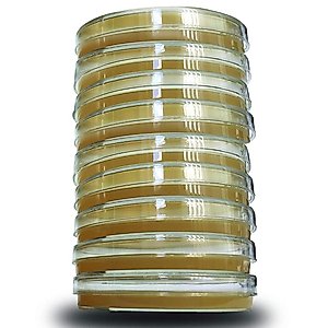 Petri Dishes with Agar, Agar Plates Prepoured Petri Dishes, 100x100mm Culture Medium Agar Plates Dextrose Agar Petri Dishes for Science Fair Projects (Pack of 10)