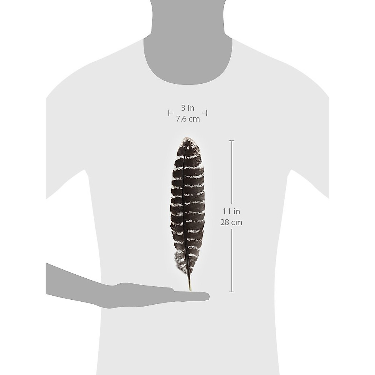 Incense Garden Grade A Barred Turkey Smudging Feather (no Stains, cuts, Pieces Missing)