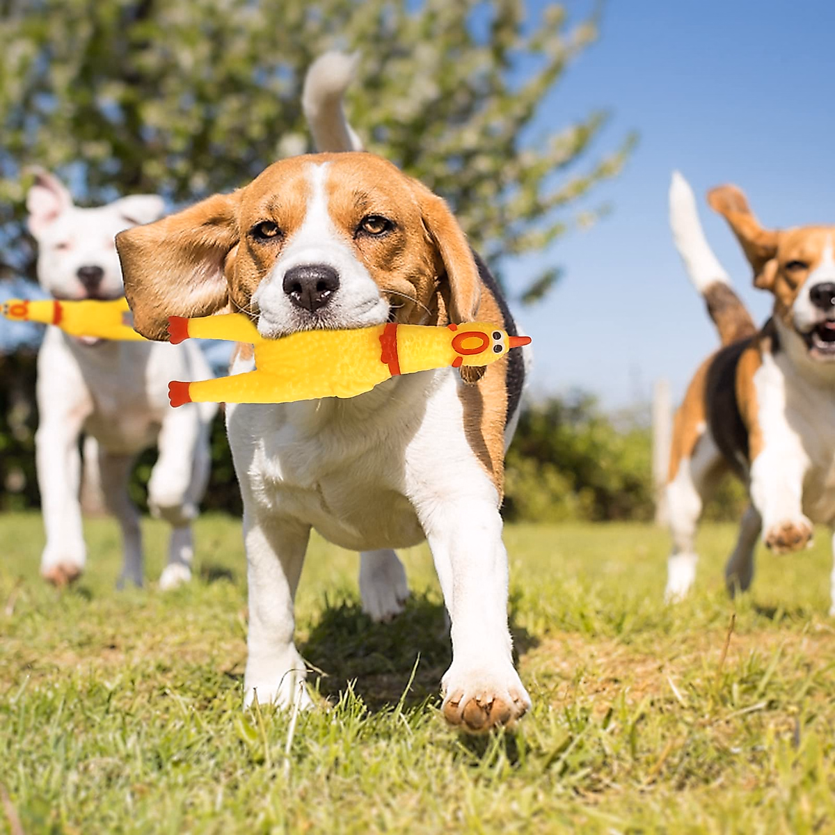 Zddaoole 20 Pcs Rubber Chicken,Screaming Chicken,Squeeze Chicken,Yellow Rubber Squawking Dog Toys,Prank Novelty Noise Toy