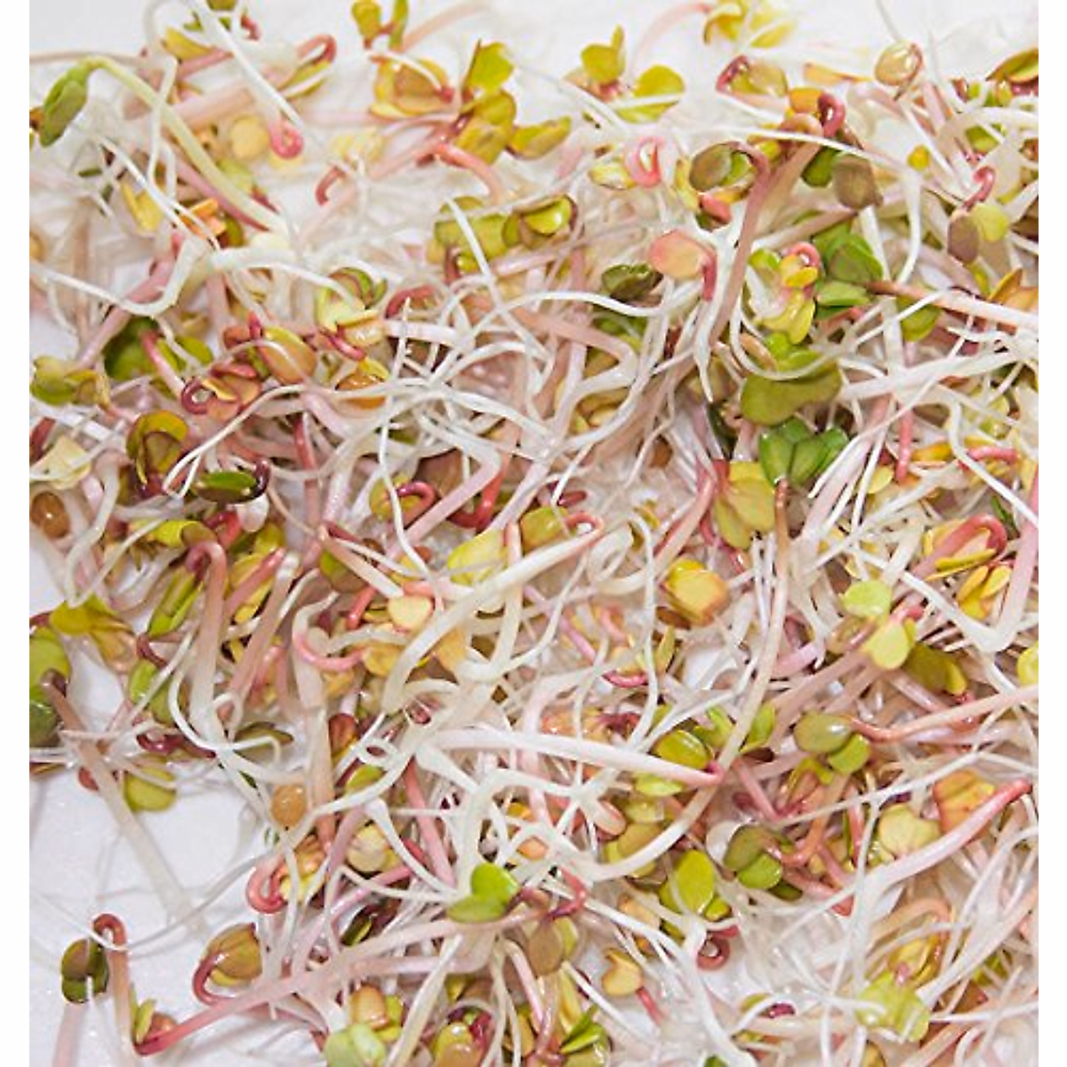 Garden Trio Sprouting Mix Seeds, 1/2 Pound/ 8 Ounces , "COOL BEANS n SPROUTS" Brand, This is a Mix of Broccoli, Radish and Alfalfa Seeds.