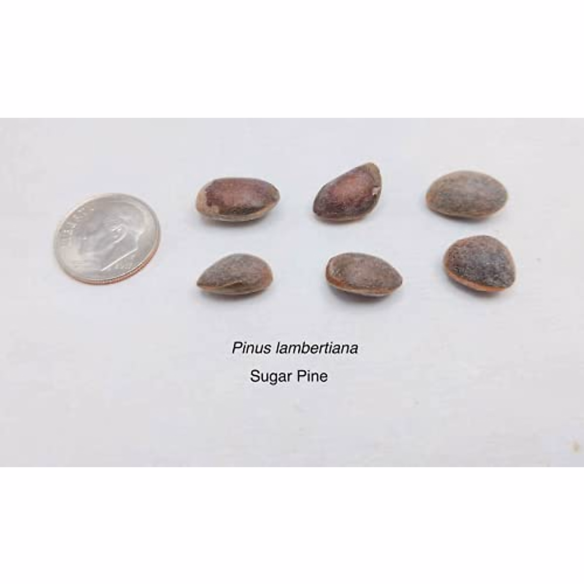 10 Giant Sugar Pine Tree Seeds for Planting - Produces The Largest Pine Cones on The Planet