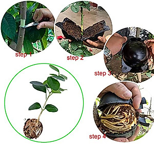 QHC KOCK Tree Root Growing Box,10 Pack Rooting Ball Grafting Tools,Sprouts Growing Kit Reusable High Pressure Tree Rooter Air Plant Layering Propagation Pot Rooting Device for Plant Cutting Seedings
