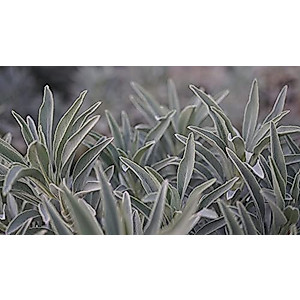 White Sage Seeds to Grow - 100 Seeds - Indoor Outdoor Herb Sage