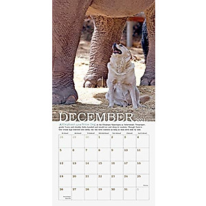 Unlikely Friendships Mini Wall Calendar 2021