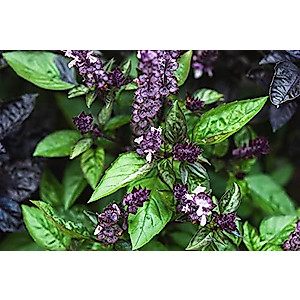 "Sweet Cinnamon" Basil Herb Seeds for Planting, 500+ Heirloom Seeds Per Packet, (Isla's Garden Seeds), Non GMO Seeds, Botanical Name: Ocimum basilicum 'Cinnamon', Great Home Garden Gift