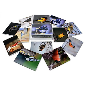 Small World Greetings Song Bird Note Cards With Identification Card 12 Count-Blank Inside with White Envelopes-A2 Size 5.5" x 4.25"-Bird Stationery-All Occasion-Birthday, Thank You, and More