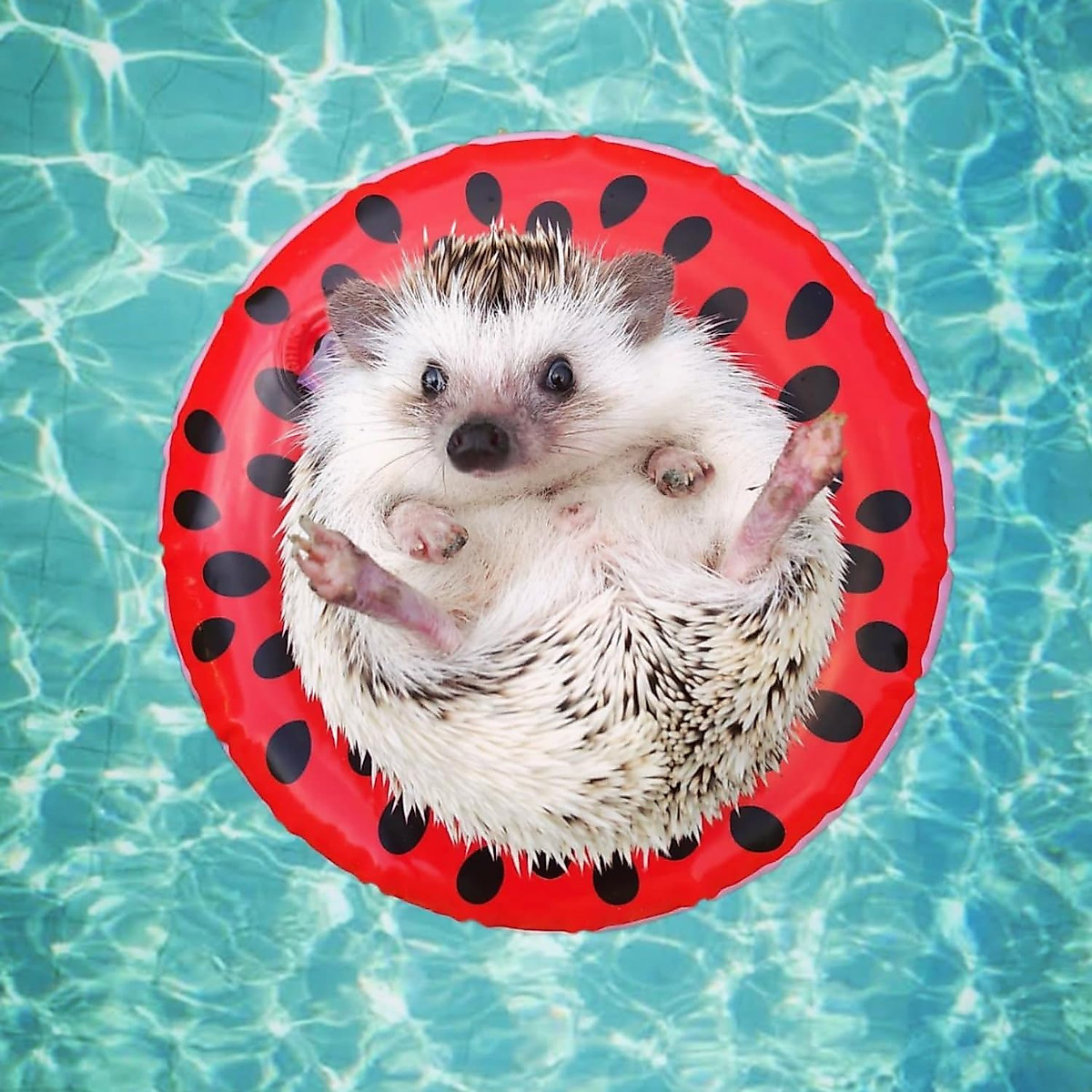 SEZDEKI 5 Pack Bearded Dragon Bathtub Toy - Small Animal Toy Inflatable Float for Hedgehog Lizard Ferret Tortoise Small Pets Accessories Photo Shoot Toy Pet Supplies (5 Pcs)