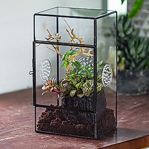 NCYP Small Glass Terrarium with 3 Vent Holes for Large Jumping Spider - 5.1" x 3.9" x 9" - Front Opening Door Insects Enclosure Habitat, Rectangle Black - Holes Diameter 0.12" (Terrarium Only)