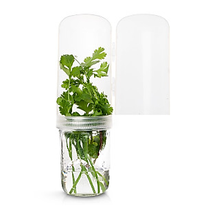 The Herb Angel Mason Jar Herb Lid - Fresh Herb Keeper - Herb Saver Pod for Cilantro, Parsley, Basil, Chives, Mint and More - Herb Storage Container for Refrigerator