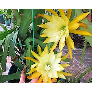 (6) Mix Epiphyllum Orchid Cactus Cutting for Growing Indoor/Outdoor - Ornaments Perennial Garden Simple to Grow No Pots
