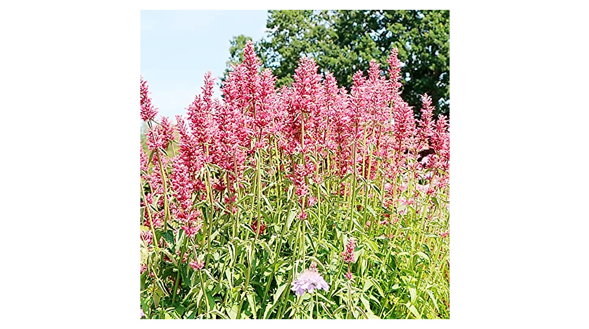Hummingbird Mint Seeds Agastache Heather Queen Fragrant Deer & Drought ...