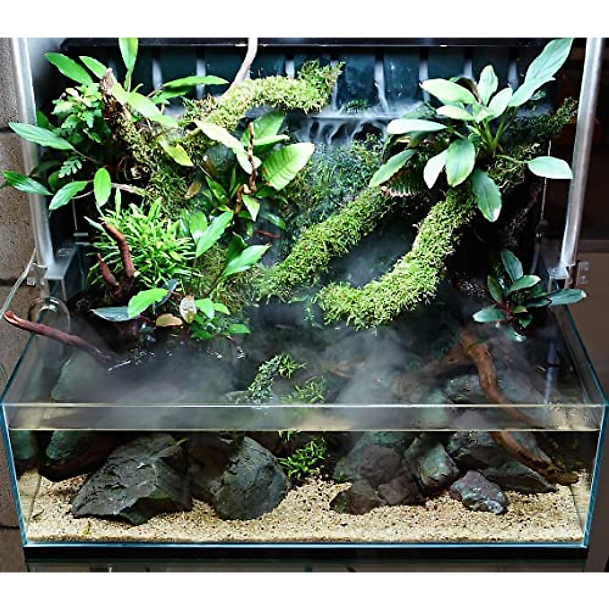 SubstrateSource Christmas Moss Live Aquarium Plant - Freshwater Fish Tank Decorations for Natural Aquatic Décor (Golf Ball)