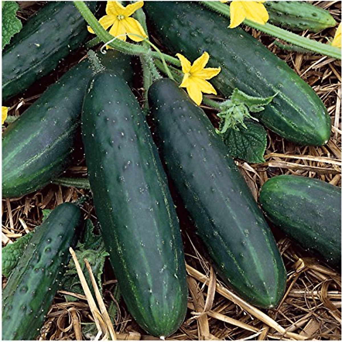 Seed Needs, Spacemaster 80 Cucumber Seeds For Planting (Cucumis sativus) Single Package of 60 Seeds Non-GMO Untreated
