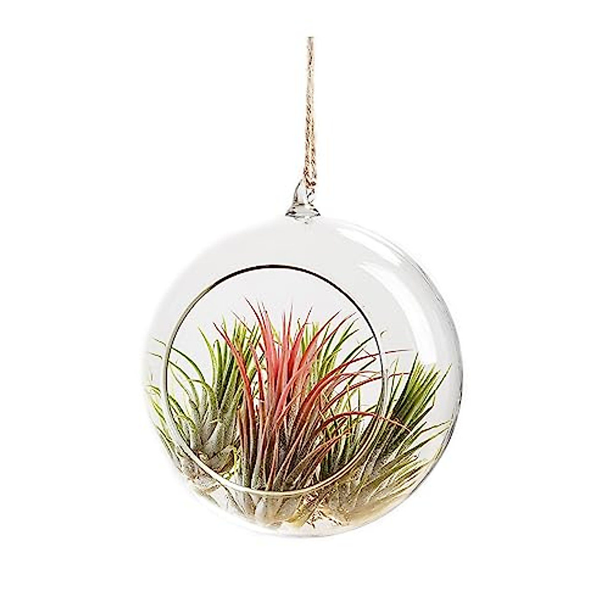 Ionantha Tillandsia Air Plants Live Indoor Plants (10PK), Air Plant Terrarium Plants Live Houseplants, Live Plants Indoor Plant Kit, Easy Care Plants for Air Plant Holder or Garden by Plants for Pets
