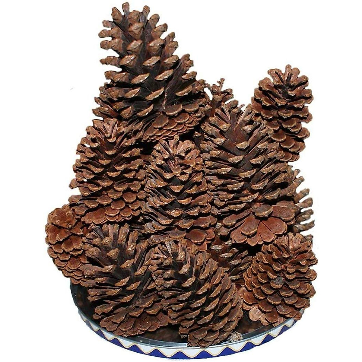 Pine Cones 3.5" to 4.7" Tall Christmas PineCones Giant Large Natural Pinecones for Home Accent Decor, 4 PCS, Bug Free (Large PineCones)
