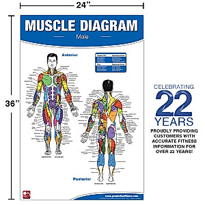 Male Muscle Diagram