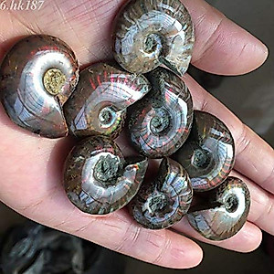 New Natural Iridescent Ammonite Ammolite Facet Specimen Fossil Madagascar 35MM