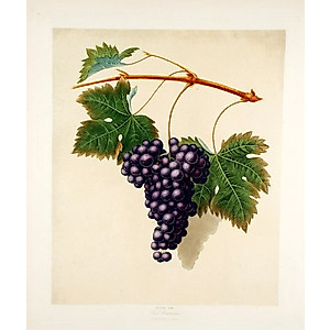 [Grapes] Red Frontiniac Grape