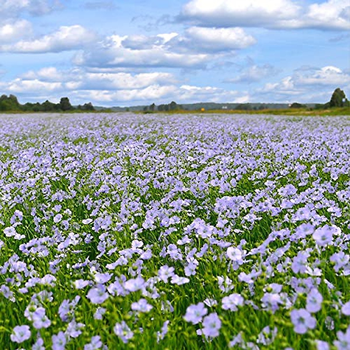 Outsidepride Perennial Linum Perenne Blue Flax Wild Flowers - 5000 Seeds