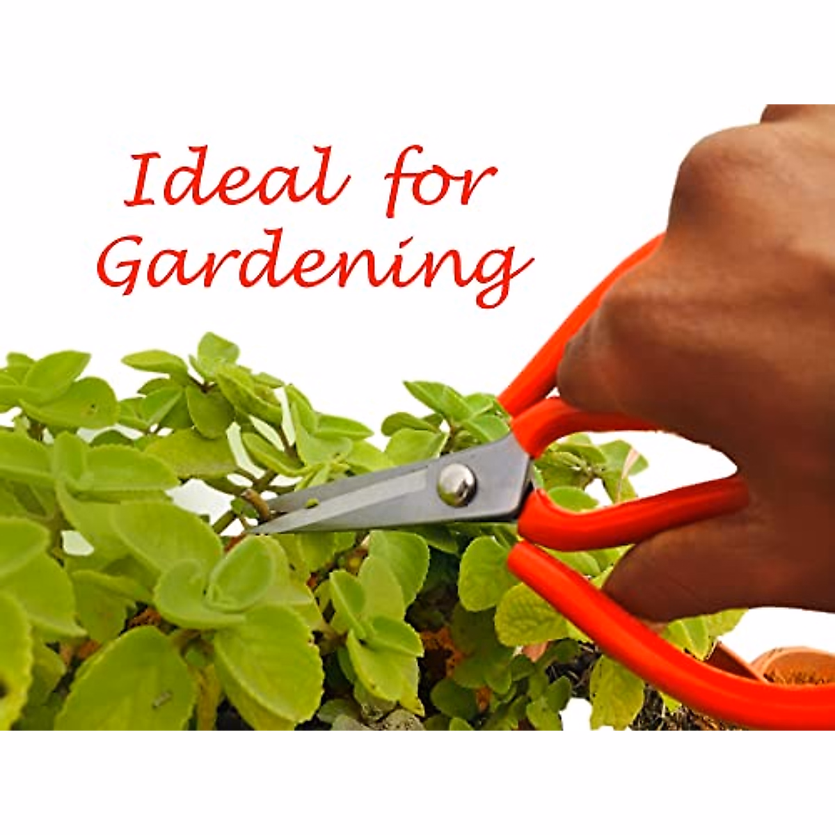 Star Quick Links Professional 7.9" Bonsai Scissors, For Arranging Flowers, Trimming Plants, For Grow Room or Gardening, Bonsai Tools. Garden Scissors Loppers.