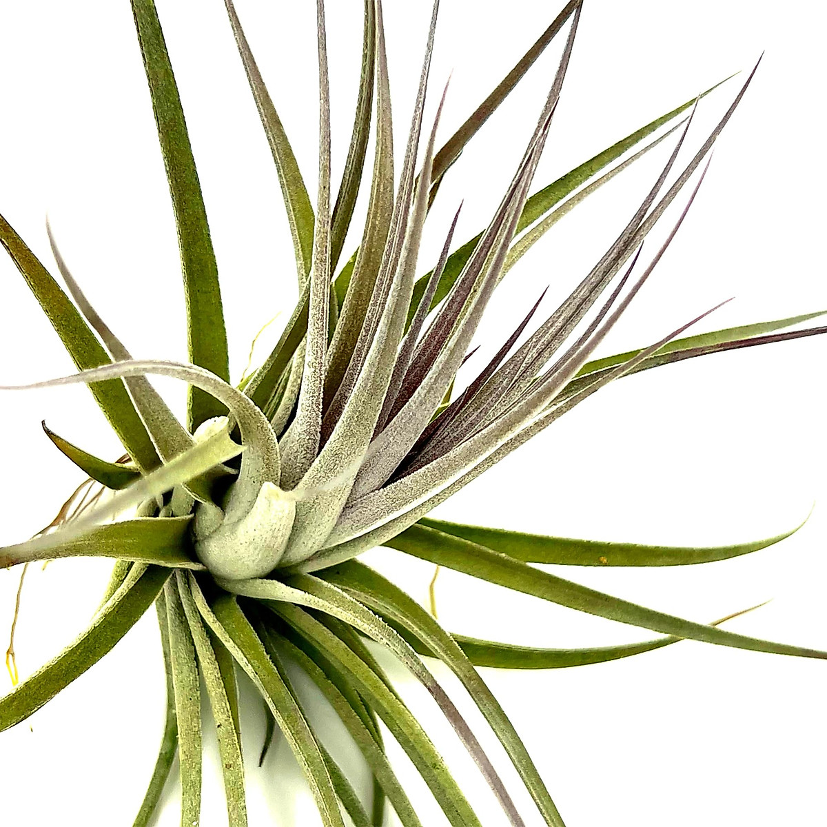 ragnaroc Air Plants - Flowering Tillandsia Pink Paske Large 5" - 1ct - Live Arrival Guaranteed - House Plants for Home Decor & Gift