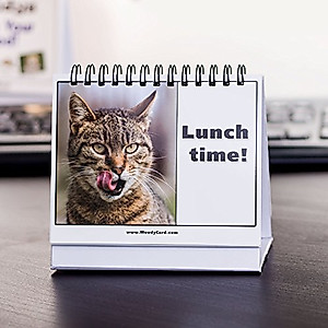 Moodycards Office Gift For Cat Lovers Make Everyone Laugh with These Adorable and Hilarious Cat memes - Let The Kittys Tell Everyone How You Feel! A Terrific Office Gift! 25 Different Moods
