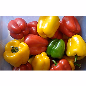 NIKA SEEDS - Seeds Vegetable Sweet Bell Pepper Rainbow Mix - 30 Seeds