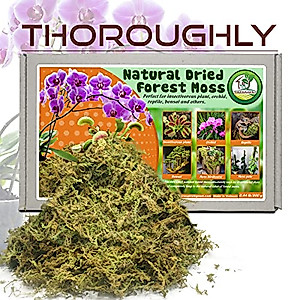 THOROUGHLY Natural Dried Forest Moss For Potted Plants, Suitable For Orchids, Bonsai, Ornamental Terrariums, Forest Moss Nests for Hamsters, Mantises Or Other Small Animals, Net Weight 0.44lb/200 Gram