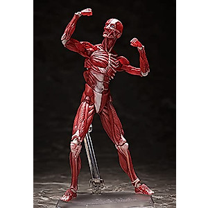 FREEing Human Anatomical Model Figma Action Figure,Multicolor