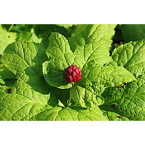 Goldenseal Plant Bare Roots Perennial for Planting - 12 Roots Planting Growing Outdoor Indoor Perennial Ornaments Can Grow Pots Gift Garden